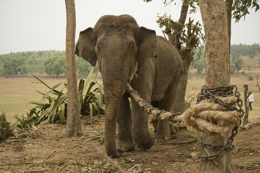 Empathy In A Time of War – Peepli